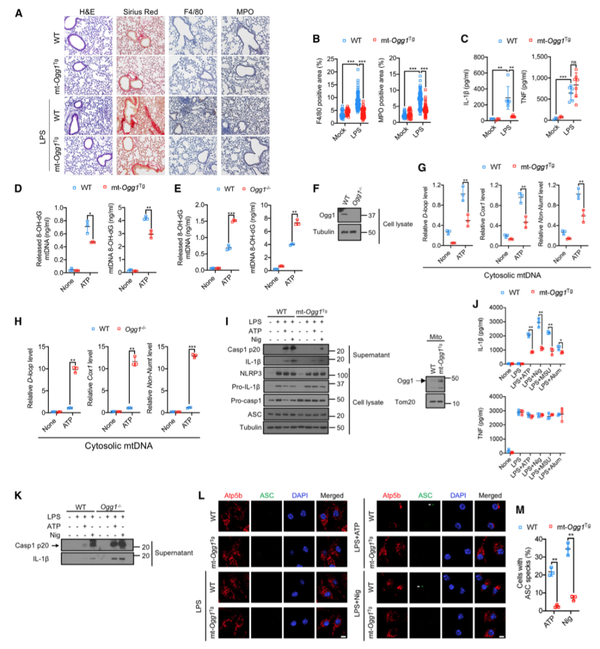 Immunity丨mtDNA如何释放以及点燃“自体炎症之火” - 知乎