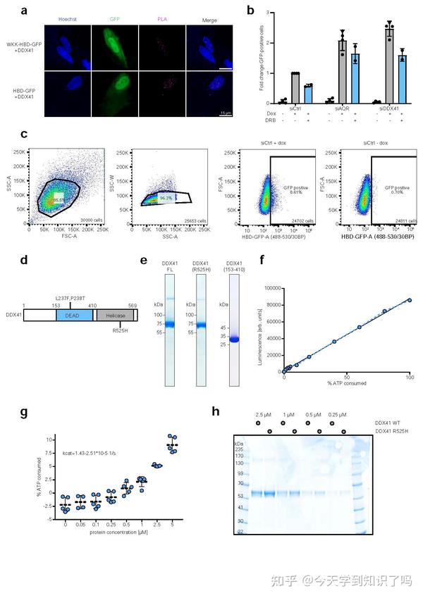 R-loop邻近蛋白质组学鉴定出DDX41在转录相关基因组不稳定性中的作用 - 知乎