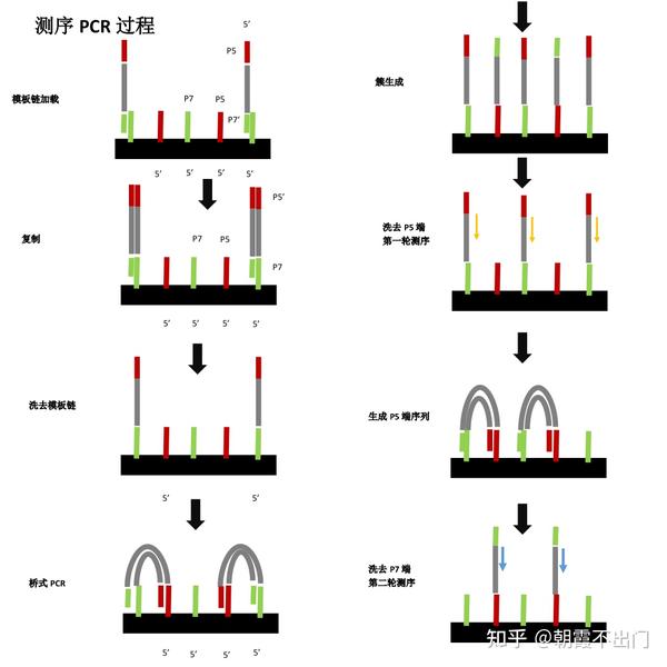 illumina测序文库结构及桥式PCR - 知乎
