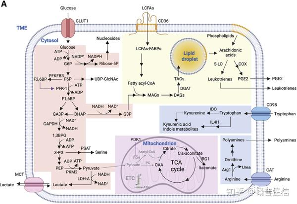 值得收藏 | 肿瘤相关巨噬细胞高分review - 知乎