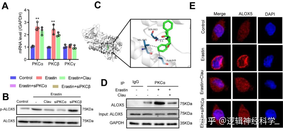 Pharmacological Research︱暨南大学何蓉蓉团队报道黄皮酰胺抑制PKCα-ALOX5轴缓解多巴胺能神经元的脂质过氧化损伤 - 知乎