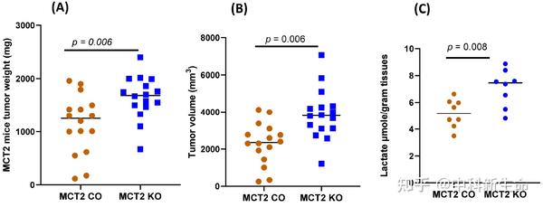 Int J Mol Sci｜多组学揭示MCT2限制肺癌小鼠模型中的肿瘤生长 - 知乎
