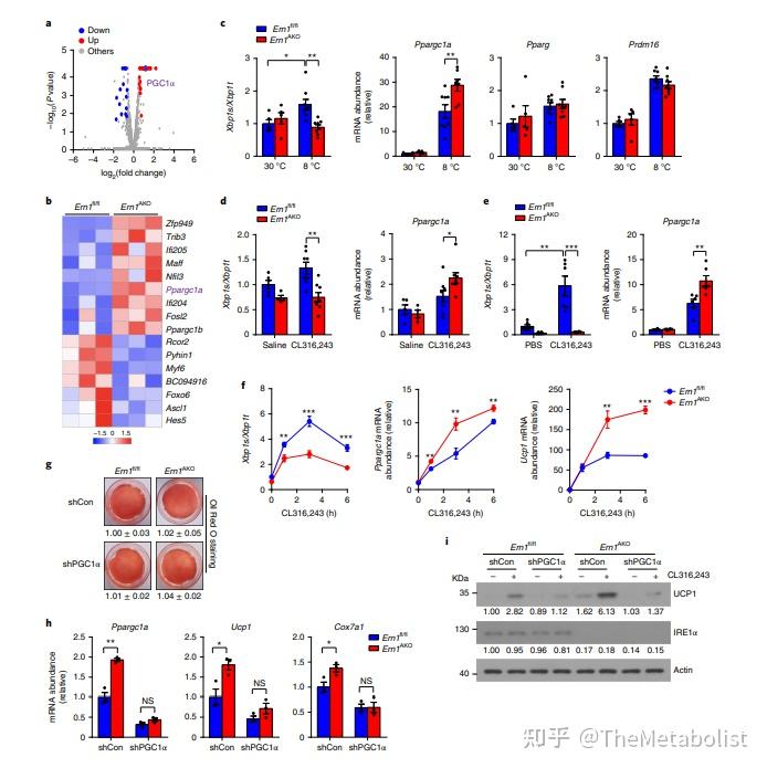 Nature Metabolism：内质网应激促肥胖？原来是IRE1α在捣乱！ - 知乎