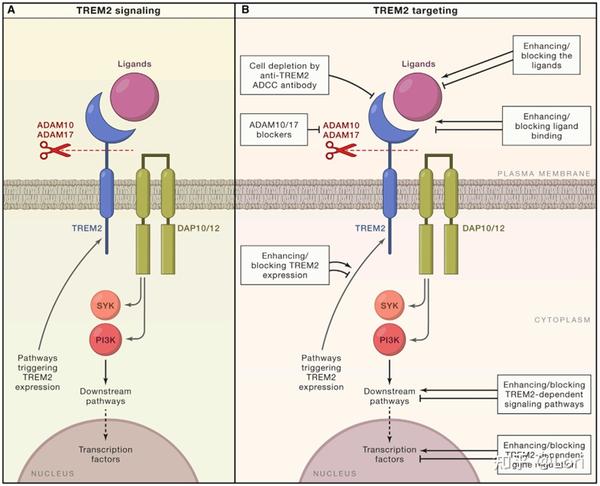 文献学习002——TREM2 依赖的胞葬调控肝脏炎症和NASH发展 - 知乎