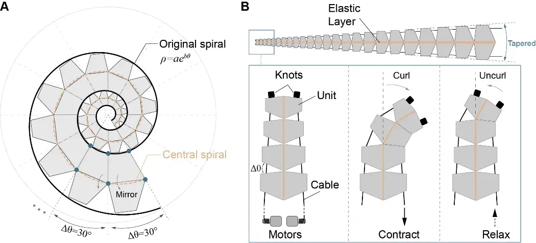 中国科大新研究-仿生章鱼触手！基于对数螺旋线结构的新型螺旋软体机器人问世 - 知乎
