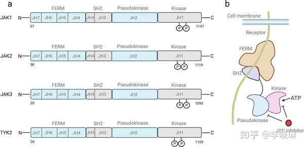 JAK-STAT 信号通路 - 知乎