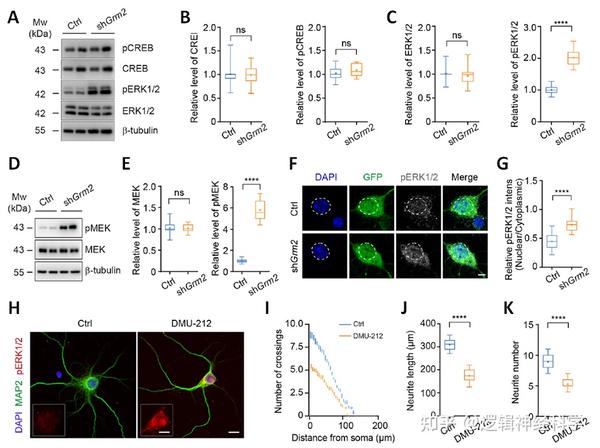 J Neurosci︱浙江大学王朗课题组揭示成体海马新生神经元发育及功能整合的新机制 - 知乎