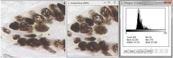 ImageJ | 免疫组织化学（IHC）图像分析工具箱 | 下载地址 | 安装教程 | 使用教程 - 知乎