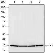 WB的无敌战神之路——组蛋白修饰WB - 知乎