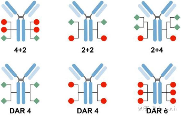 ADC药物Payload详解 - 知乎