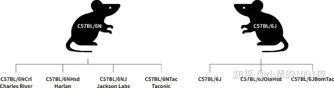 C57BL/6小鼠 - 知乎