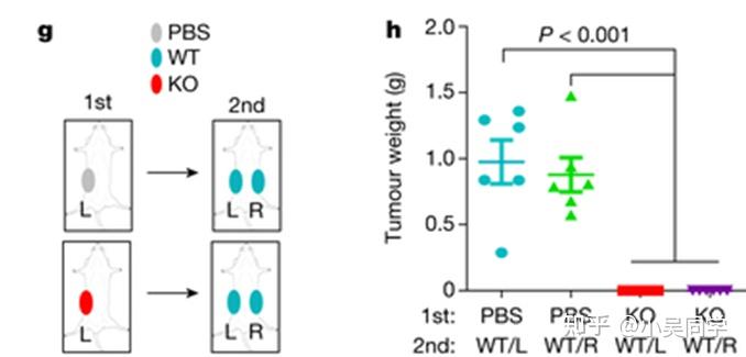 辉瑞领投DDR1抗体 - 知乎