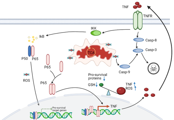 肝损伤治疗新靶点！eLife揭示调节肝脏稳态过程中的重要作用以及分子机制 - 知乎
