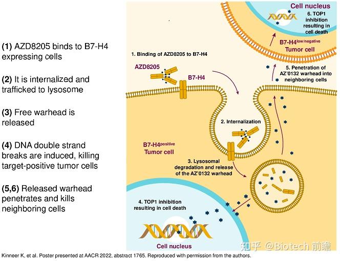 重压双抗ADC后，阿斯利康收购亘喜生物，布局双靶点CAR-T - 知乎