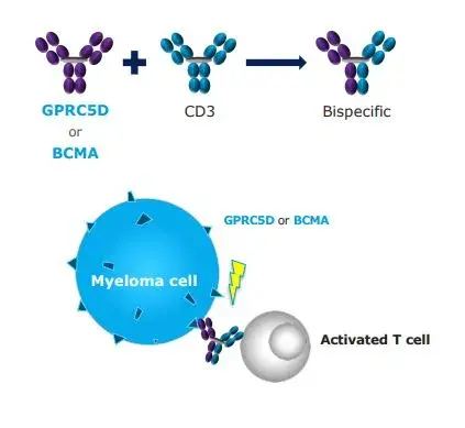 艾伯维决定收购TeneoOne获得BCMA/CD3双抗TNB-383B - 知乎