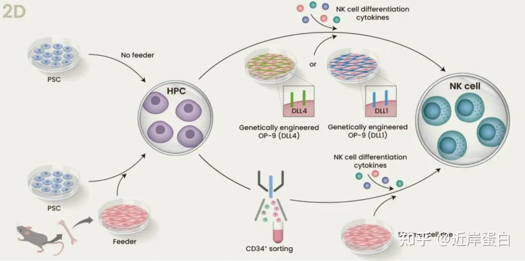 一文详解iPSC-NK细胞培养 - 知乎