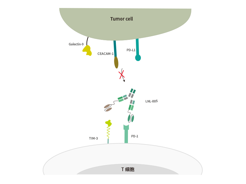 TIM-3靶点科普_机制原理&研究进展 - 知乎
