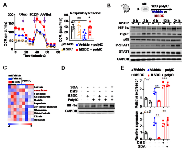 美国弗吉尼亚大学孙杰团队揭示靶向线粒体丙酮酸载体MPC能同时降低高血糖和抑制过度炎症反应，为基础代谢病患者治疗新冠肺炎提供新靶点 - 知乎