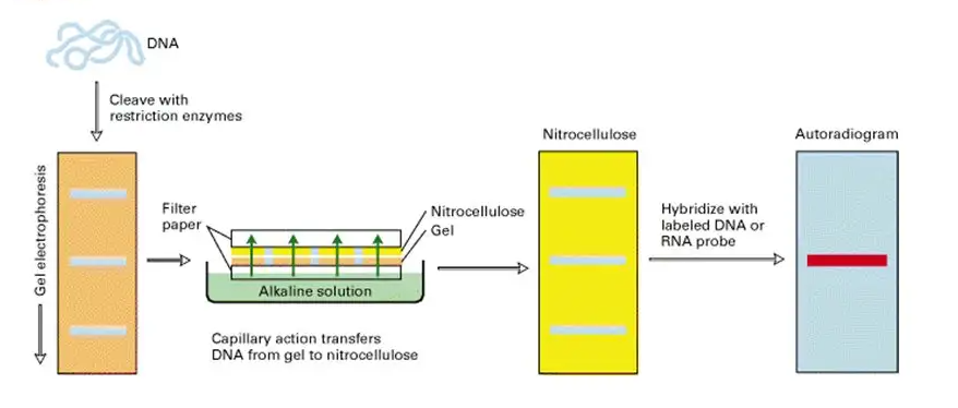 IVD分子杂交关键原料之COT 1 Human DNA - 知乎