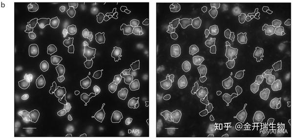 Nature: MERFISH绘制小鼠初级运动皮层空间细胞图谱 - 知乎