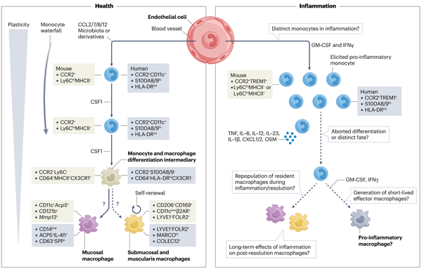 Nature子刊最新综述！国自然热点之巨噬细胞在IBD中的作用，“守护者”变“攻击者”？ - 知乎