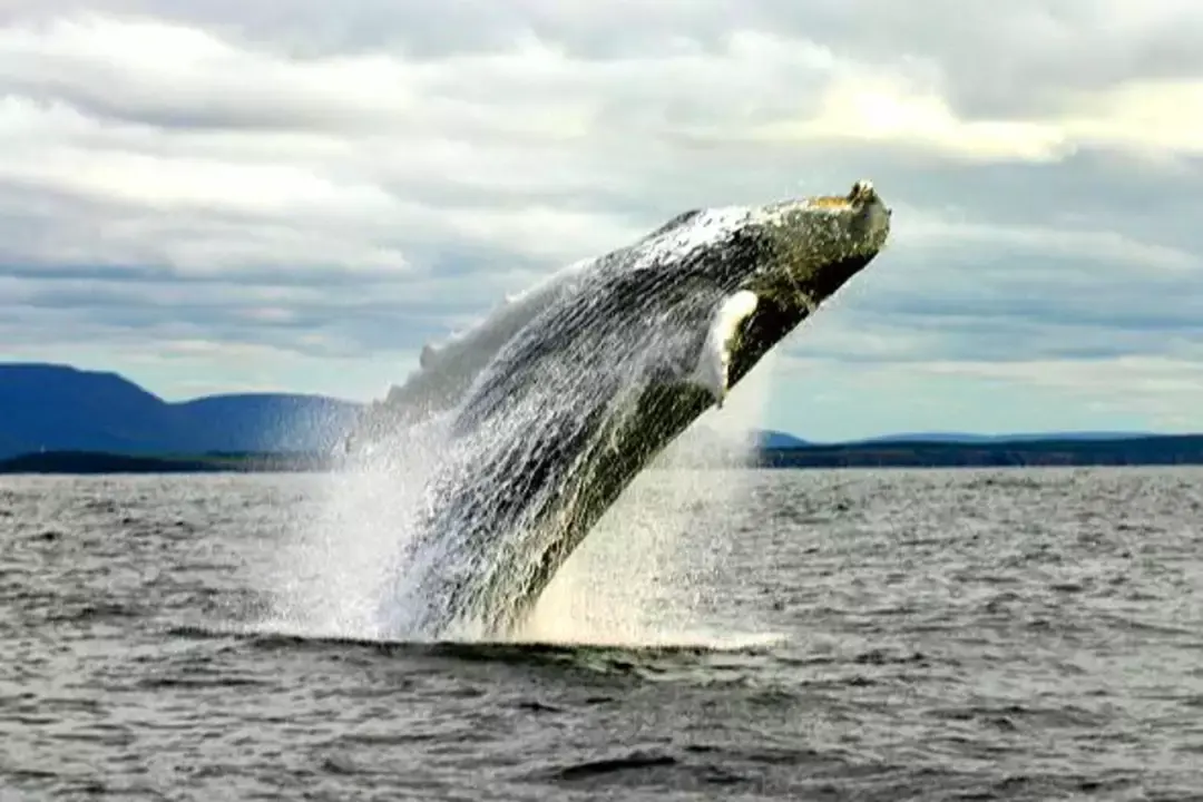 夏季赏鲸正当时 | 2018年加拿大观鲸指南 - 知乎