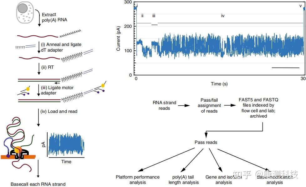 Nanopore Direct RNA Sequencing技术白皮书 - 知乎