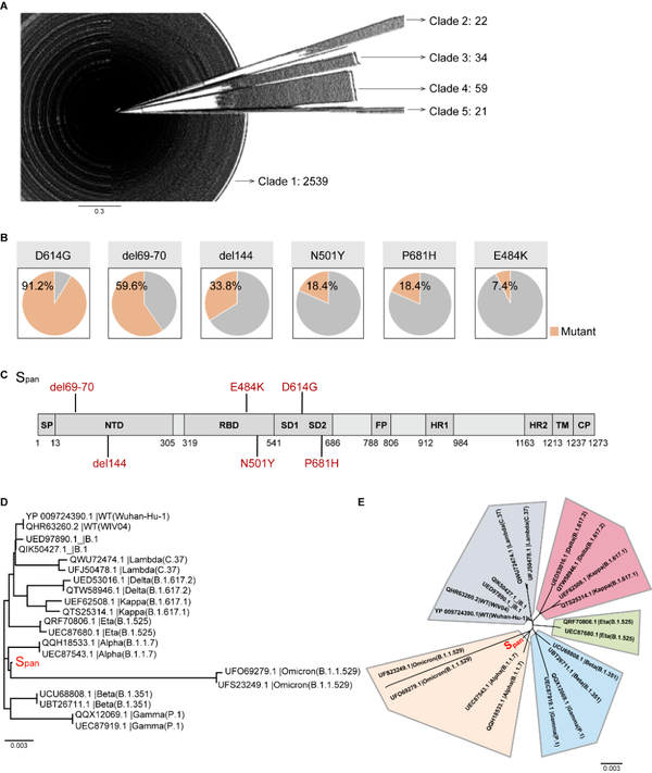 Sci Transl Med | 蓝柯/徐可团队追踪病毒谱系进化规律并提出广谱新冠疫苗设计新策略 - 知乎