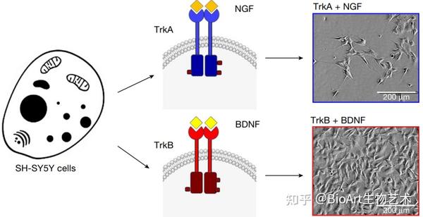 Nature ｜细胞状态转变评估调节器：cSTAR - 知乎