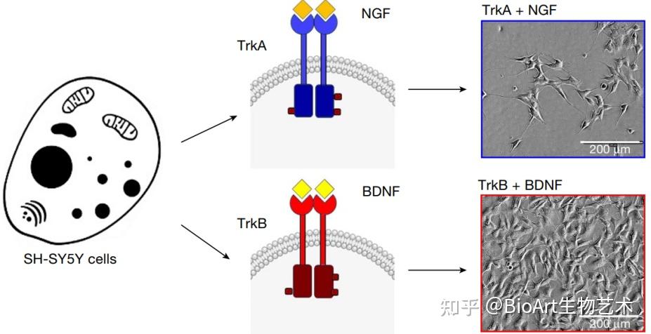 Nature ｜细胞状态转变评估调节器：cSTAR - 知乎