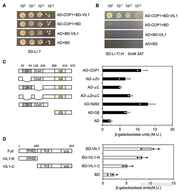 文献解读——COP1调控光依赖的染色体重塑 - 知乎