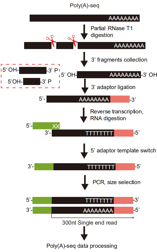 高分案例 | Poly(A)-seq技术有效且高质量解决mRNA尾研究的问题 - 知乎