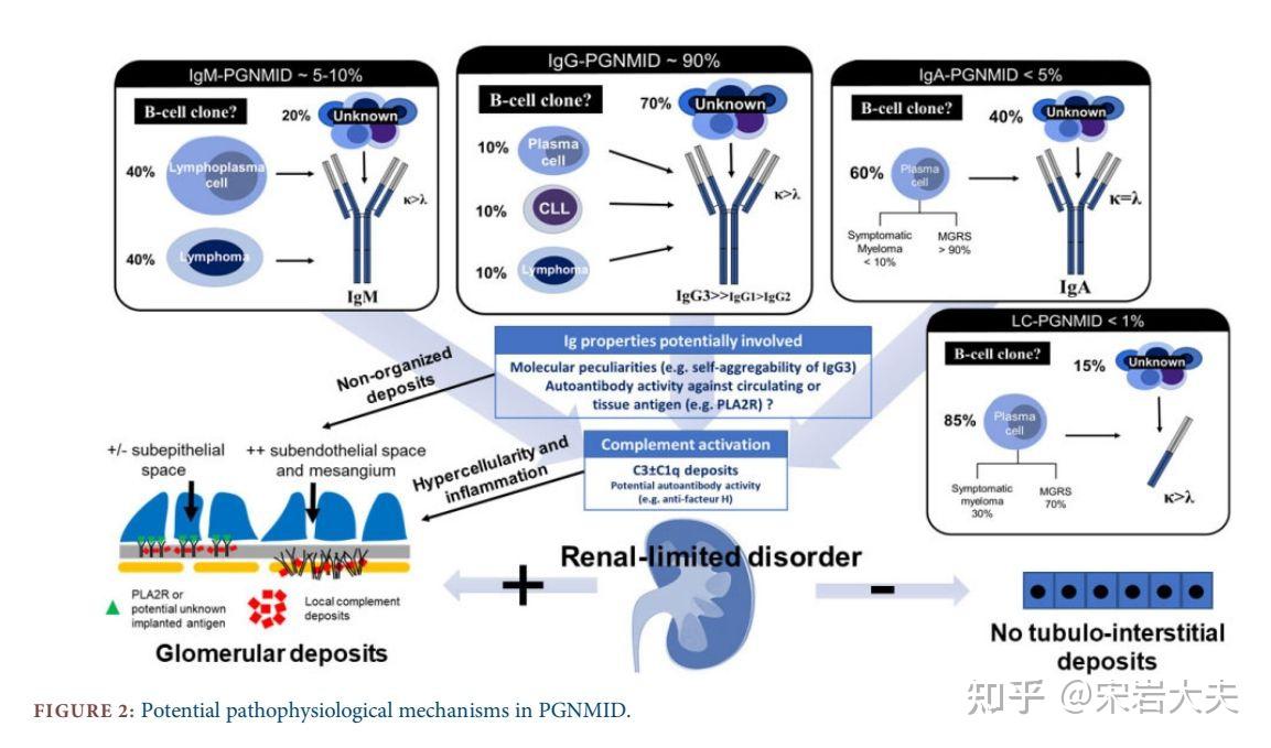 不同单克隆免疫球蛋白所致的PGNMID的发病率及PGNMID的病因 - 知乎
