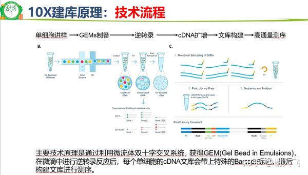 10X单细胞测序原理 - 知乎