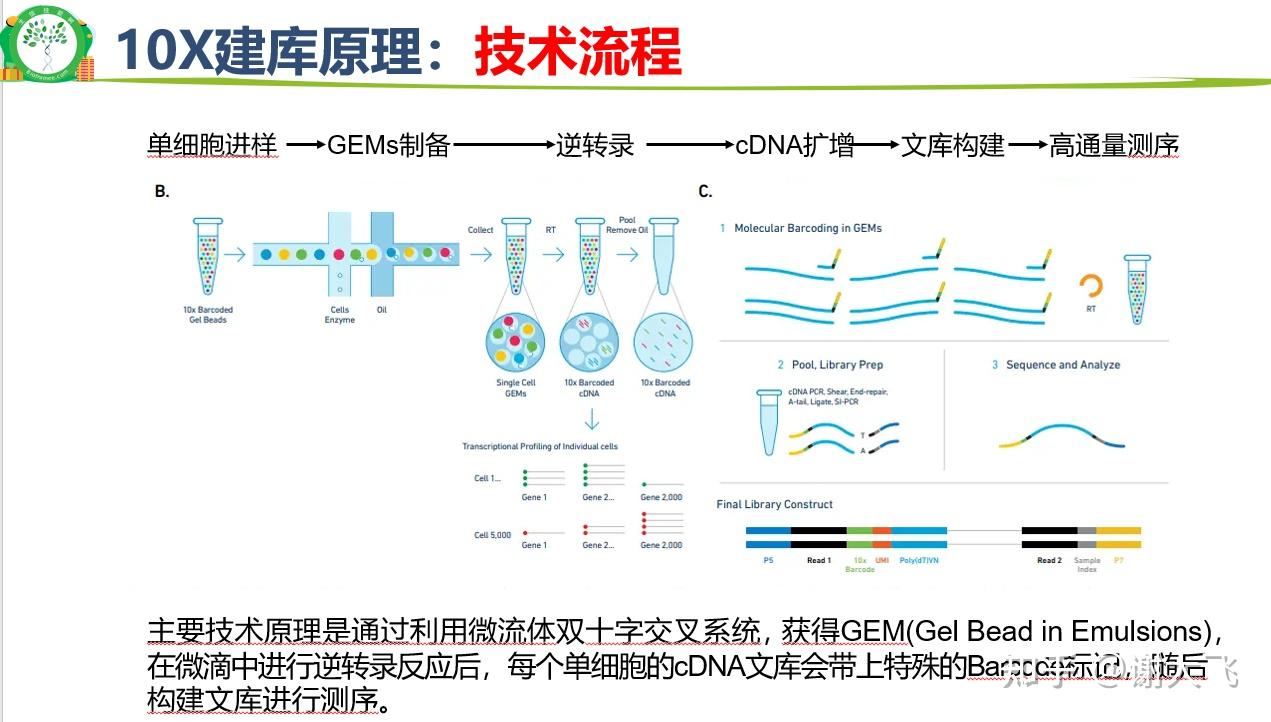 10X单细胞测序原理 - 知乎