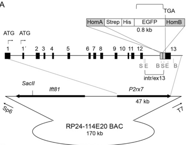 小鼠云课堂︱研究ATP能量运输的关键基因——P2rx7基因编辑小鼠 - 知乎