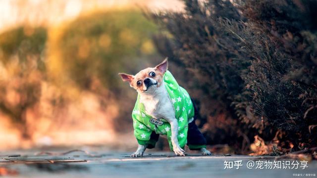 十种最好养的小型犬，小型犬排名前10名！ - 知乎