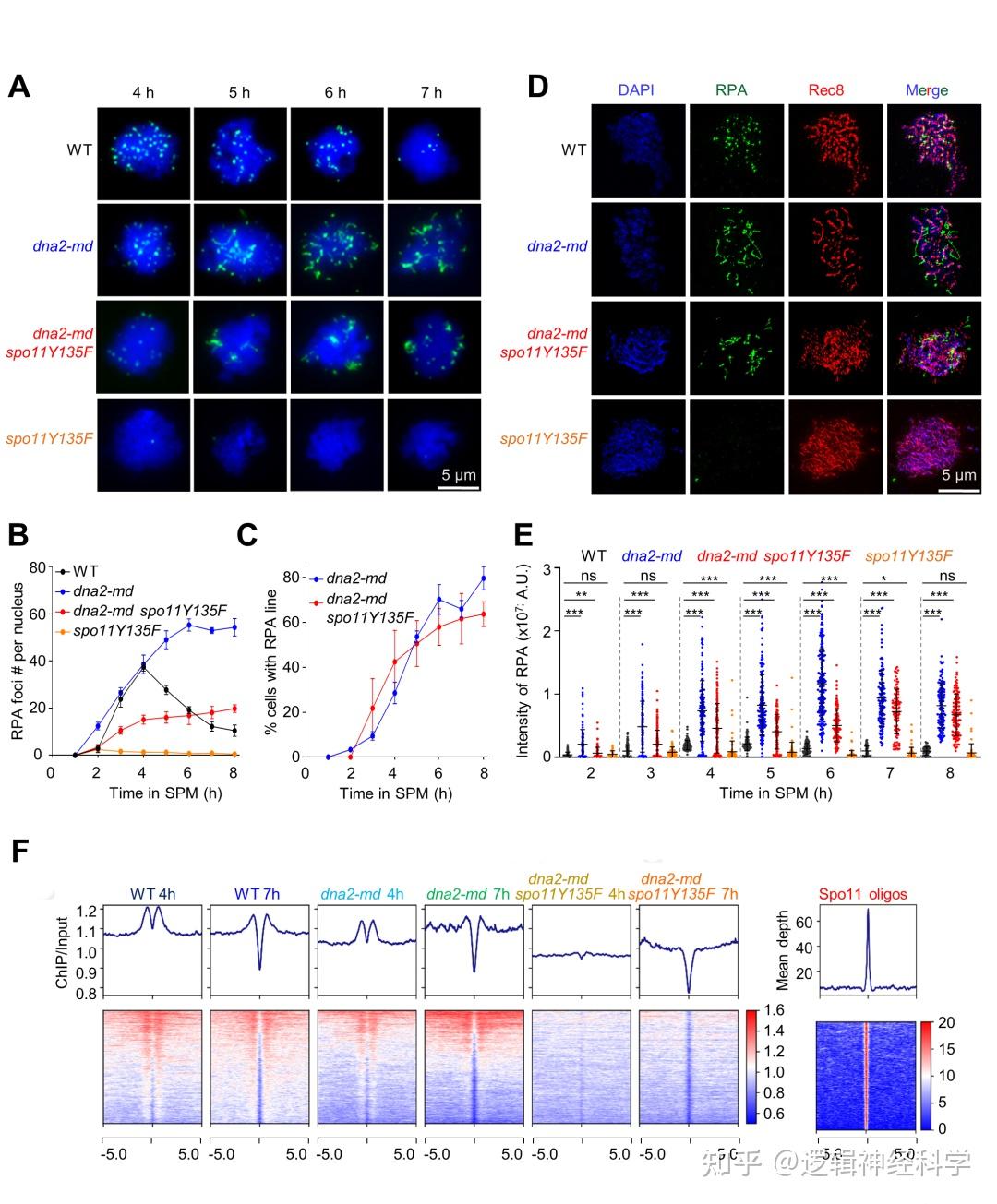 NAR︱山东大学张亮然/王顺心团队揭示Dna2移除减数分裂细胞中ssDNA-RPA纤丝的分子机制 - 知乎