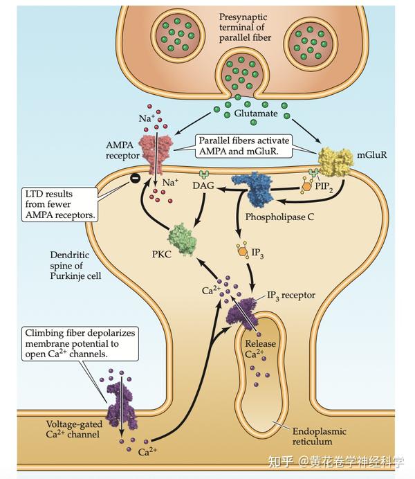 神经元的分子信号通路与神经环路建立 - 知乎