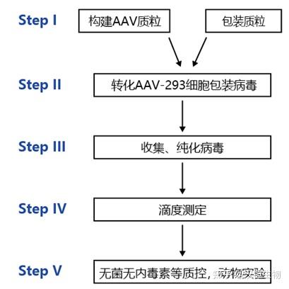 带你了解腺相关病毒（Adeno-associated virus，AAV）包装流程 - 知乎