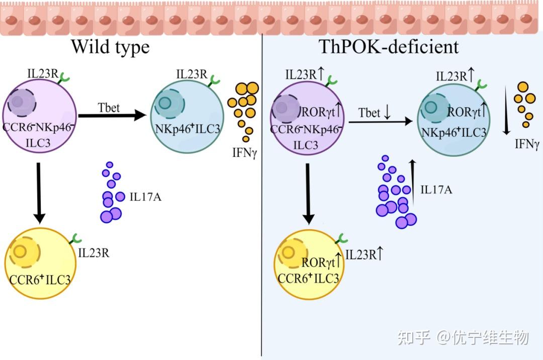 单细胞携手多色揭示THPOK调节ILCs谱系维持的机制 - 知乎
