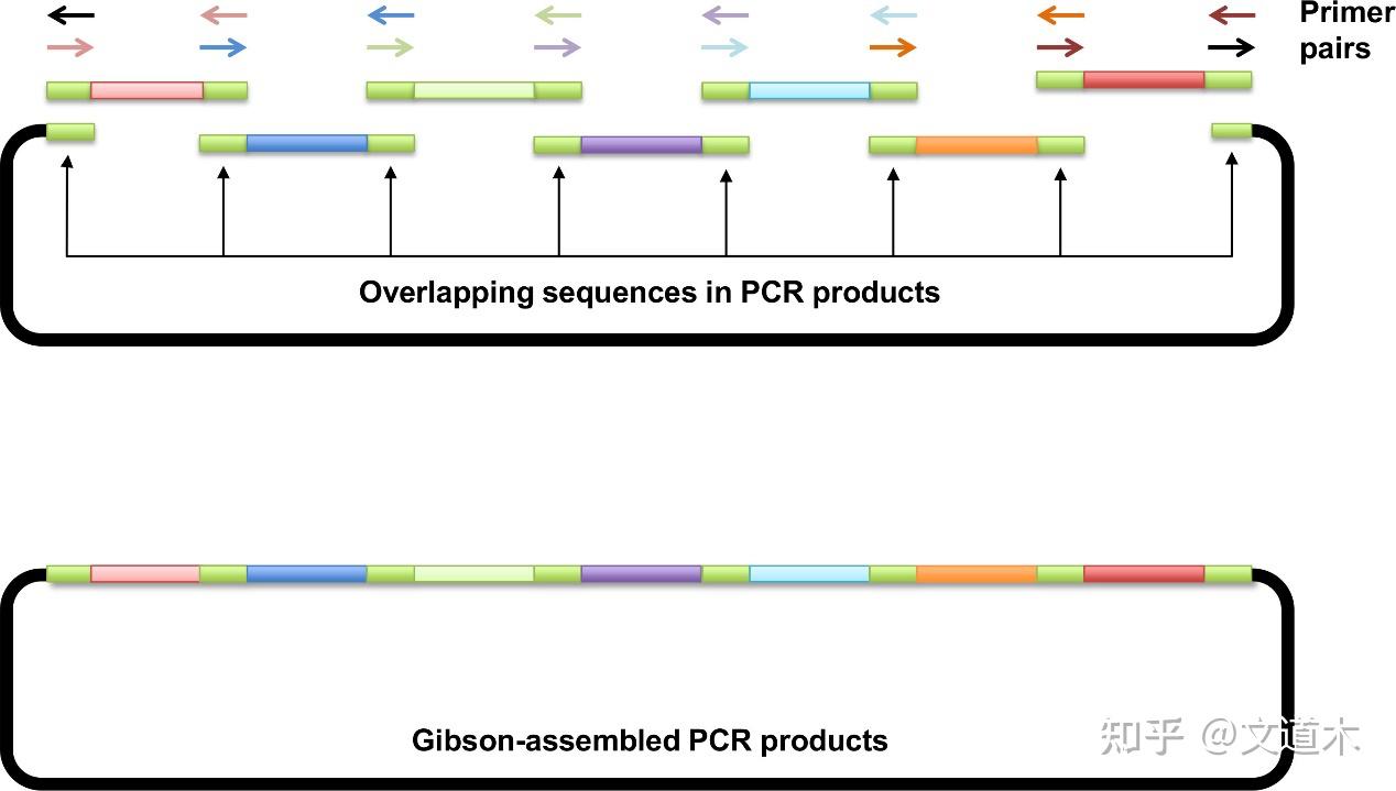基因克隆之Gibson组装 - 知乎