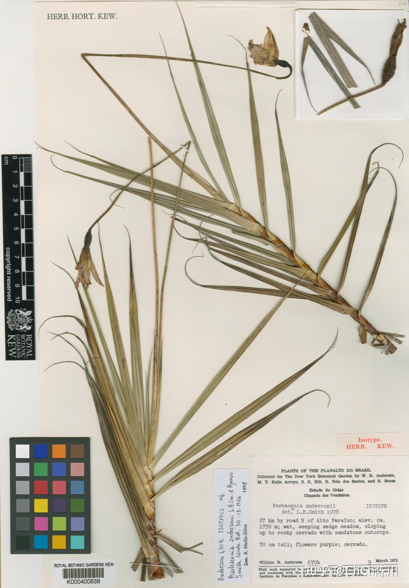 多肉植物全图鉴12：翡若翠科（Velloziaceae），杯若翠属（Barbacenia） - 知乎