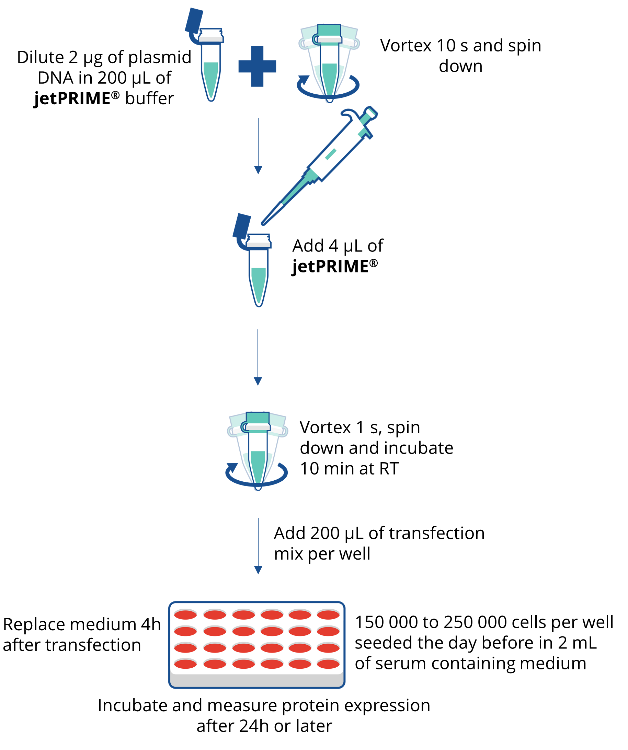 INTERFERin®是基于阳离子聚合物PEI的化学转染试剂。 使用方便，转染效率高 - 知乎