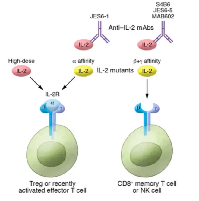 IL-2及IL-15靶点：肿瘤老势力自免新玩法！ - 知乎
