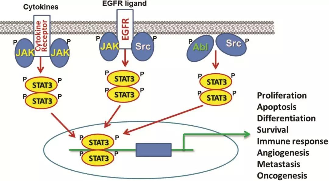 斑点鼠干货第一弹：STAT3，肿瘤研究与靶向治疗不容忽视的候选者！ - 知乎