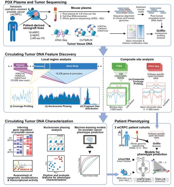 Cancer Discovery ：循环肿瘤DNA中的核小体模式可预测晚期前列腺癌的不同类型 - 知乎