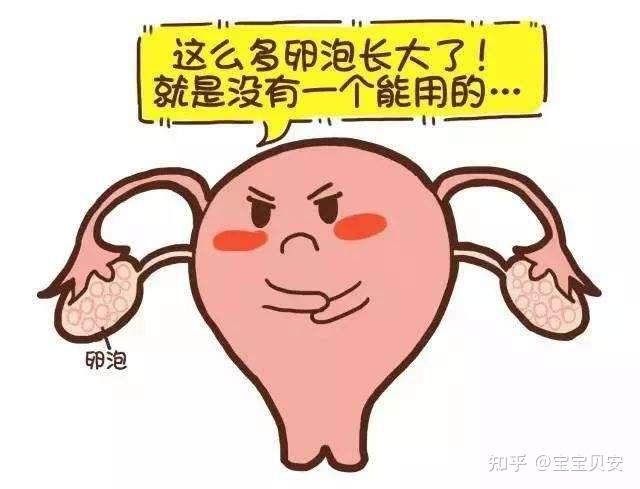 卵泡长的慢是什么原因? 知乎
