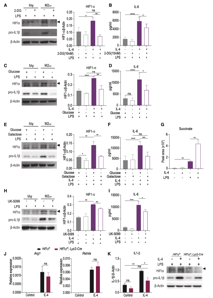 Cell Reports丨糖酵解/HIF-1α 轴定义了 IL-4 训练的巨噬细胞的炎症反应 - 知乎