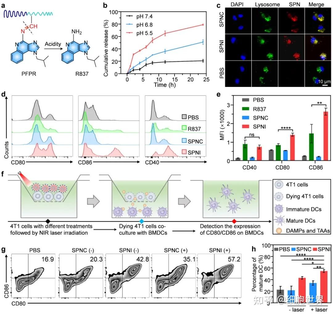 Adv Mat | 光免疫治疗：纳米免疫激活聚合物调节肿瘤微环境 - 知乎